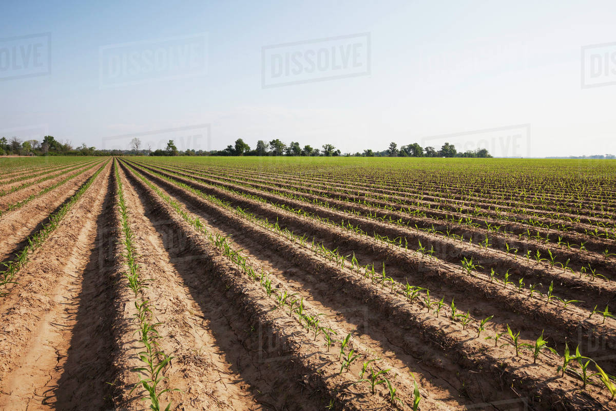 Conventional till corn seedling at 4-5 leaf stage, soil is bedded to ...