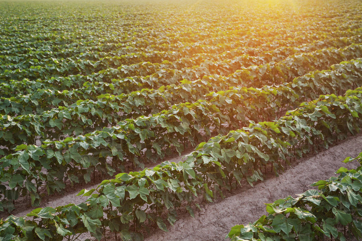 Conventional till cotton field with furrow irrigation; England ...