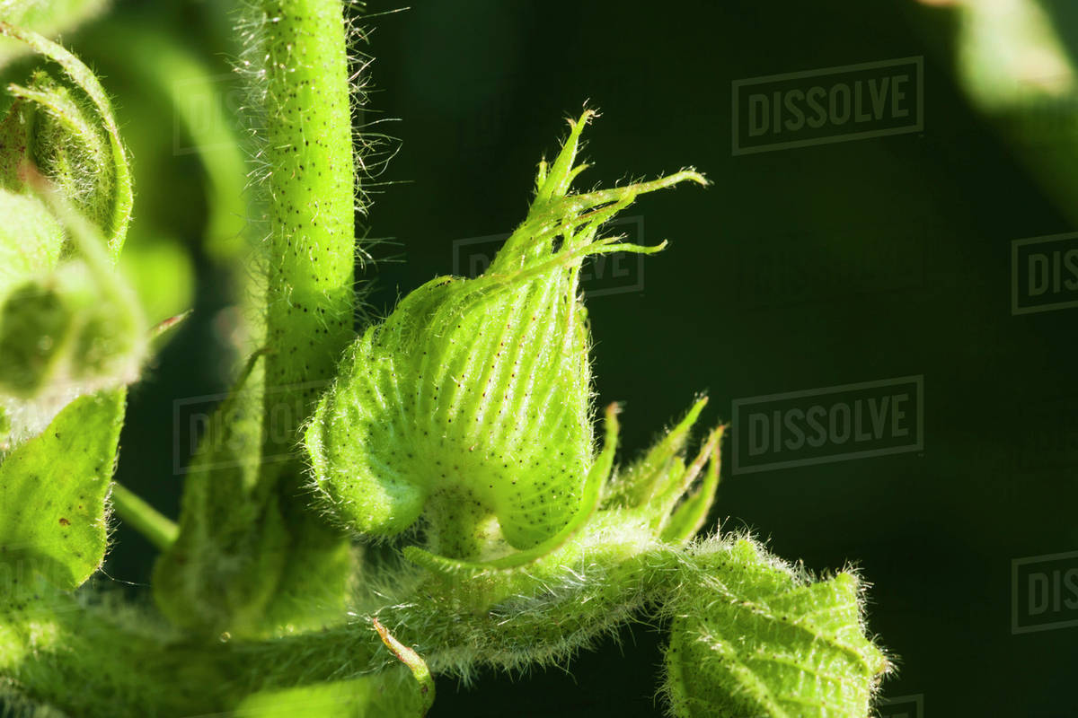 Cotton square (flower bud); England, Arkansas, United States of America ...