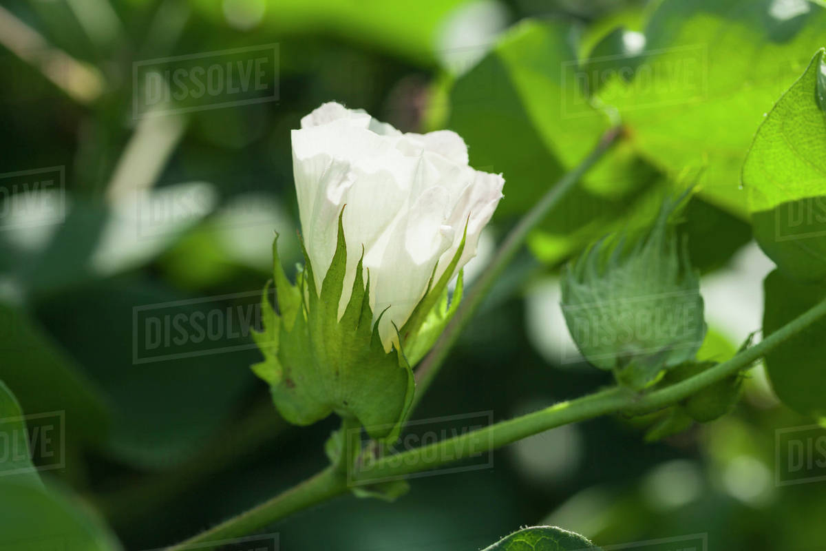 Cotton bloom; England, Arkansas, United States of America - Royalty ...
