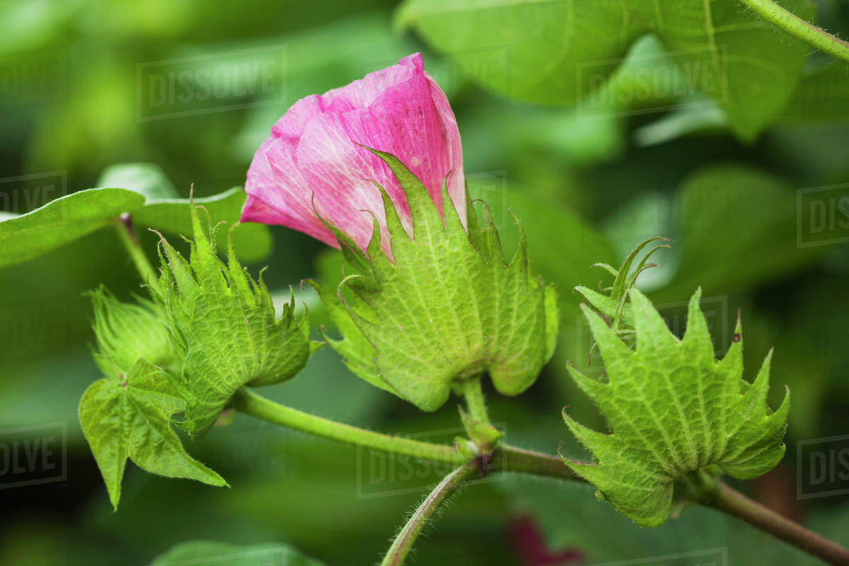 Cotton bloom in pink bloom stage; England, Arkansas, United States of ...