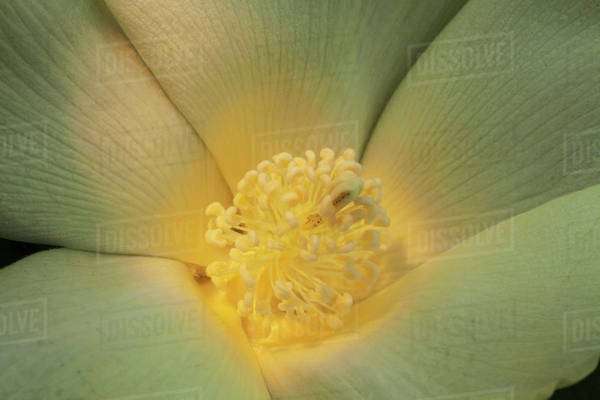 Close up of interior of white cotton bloom, where pollination occurs ...