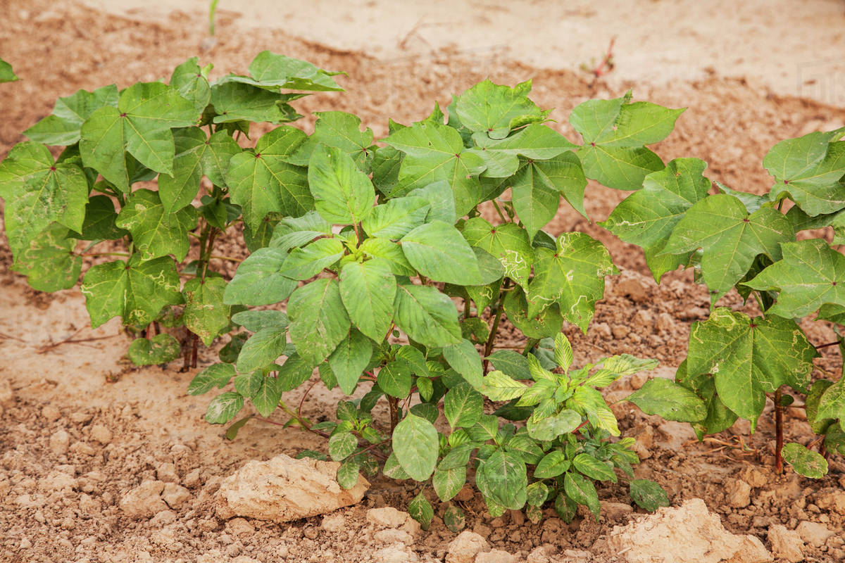 Glyphosate-ready Palmer pigweed thriving (uncontrolled) in Roundup ...