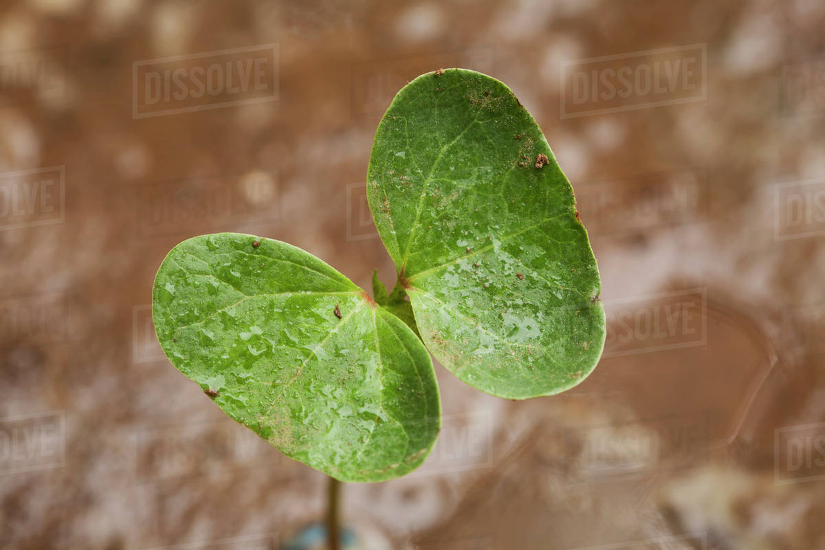 Cotton seedling with first true leaf, conventional till; England ...
