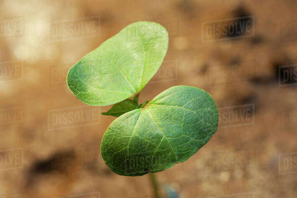 Cotton seedling with first true leaf, conventional till; England ...