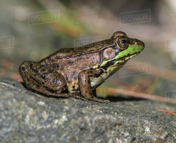 Mink frog (Rana septentrionalis) on a rock; Ontario, Canada - Royalty ...