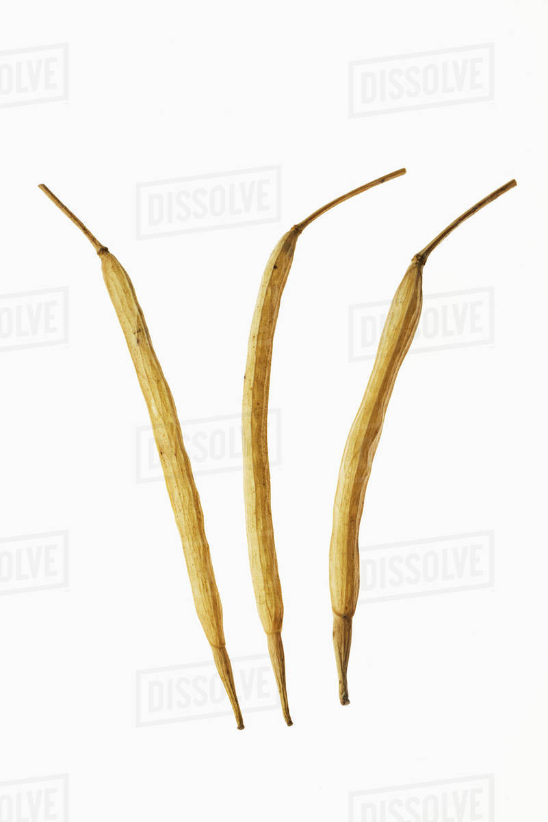Mature, dried canola pods on a white background - Stock Photo - Dissolve