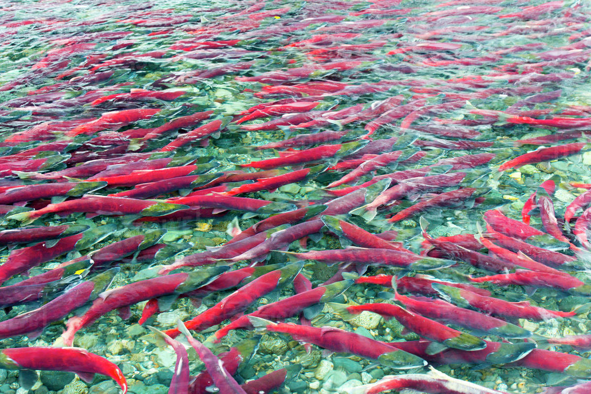 Group of sockeye salmon in shallow water; Paxson, Alaska, United States ...