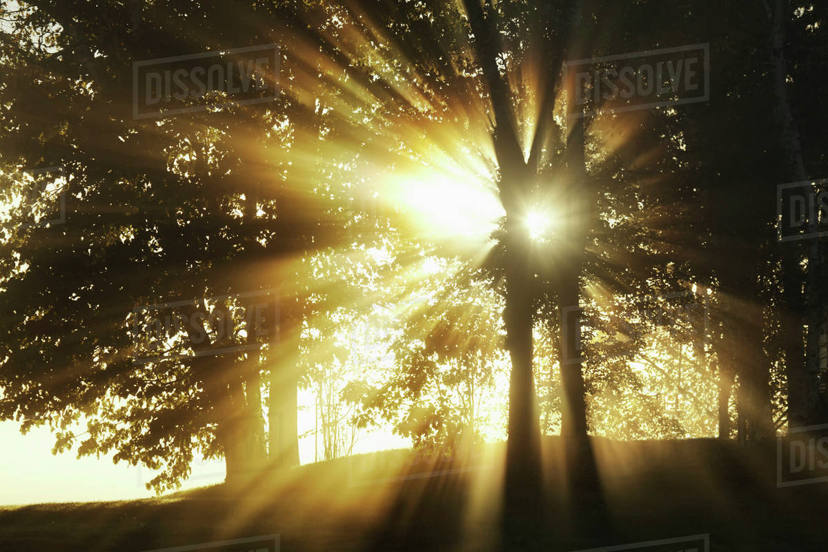 Sunlight streams through a tree and mist at sunrise; Ontario, Canada ...