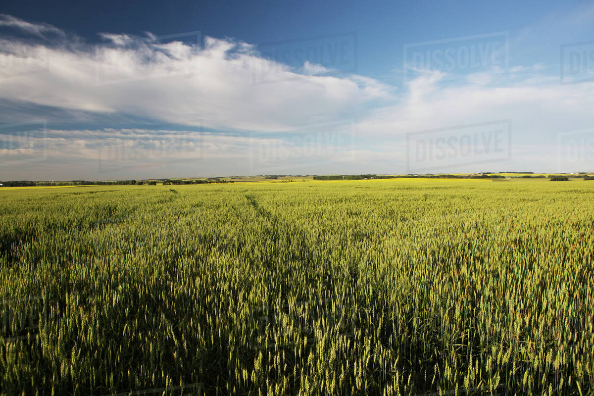 Wide angle view of unripe (green) headed wheat field with blue sky and ...