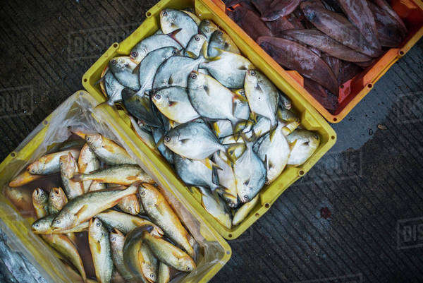 Fish basket in street market from villages around Xiapu city, famous ...
