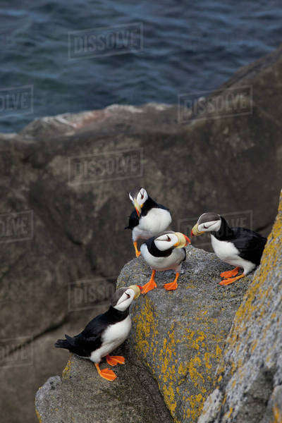 Group of Horned puffins (Fratercula corniculata) perched on a boulder ...