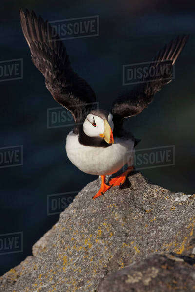 Horned puffin (Fratercula corniculata) standing on lichen-covered ...