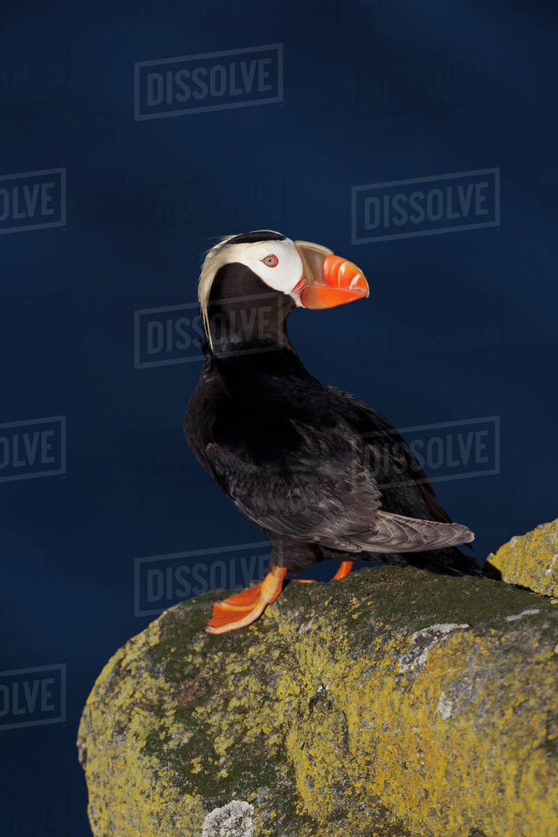 Tufted puffin (Fratercula cirrhata) standing on lichen-covered boulder ...