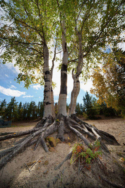 Roots of a birch tree exposed above ground; Northwest Territories ...