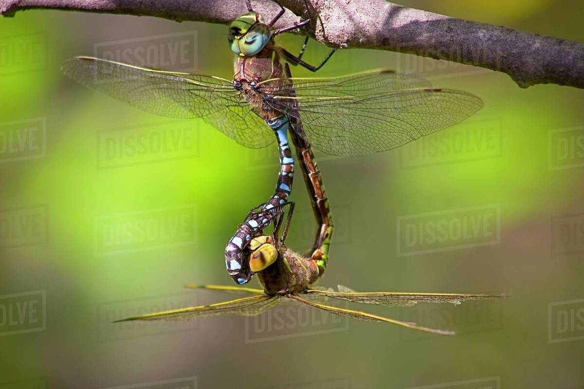 Two Dragonflies - Stock Photo - Dissolve