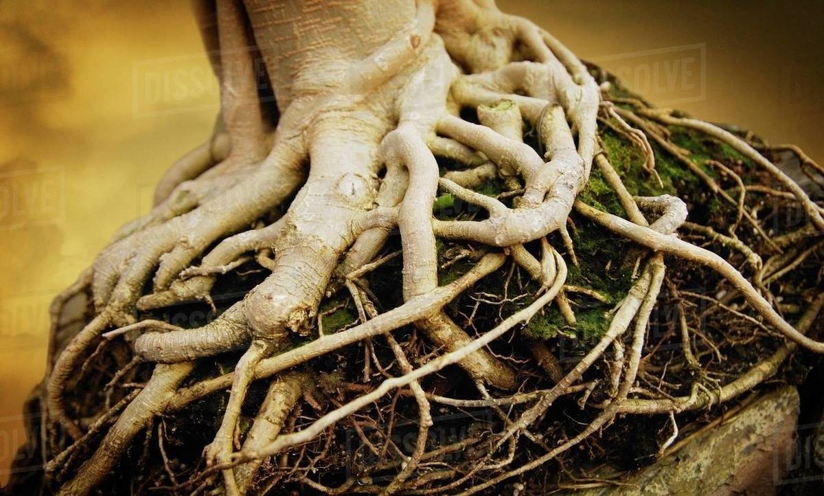 Gnarled Roots - Royalty-free Stock Photo | Dissolve