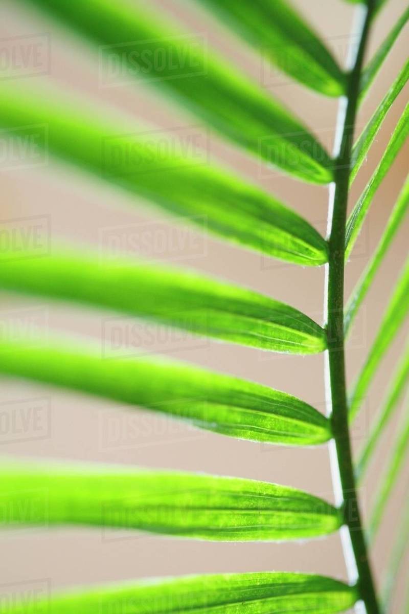 Leaves Branching Off A Stem - Stock Photo - Dissolve
