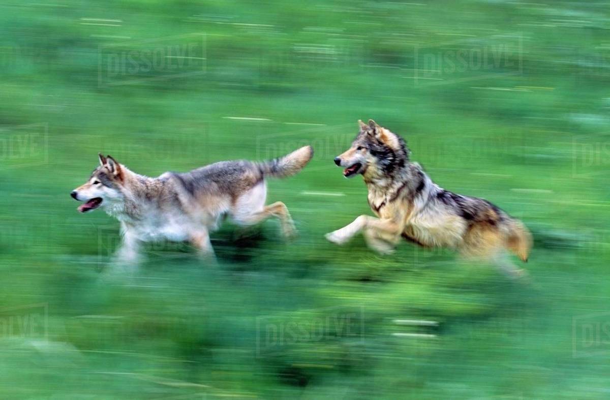 Two Wolves Running Through Meadow - Stock Photo - Dissolve