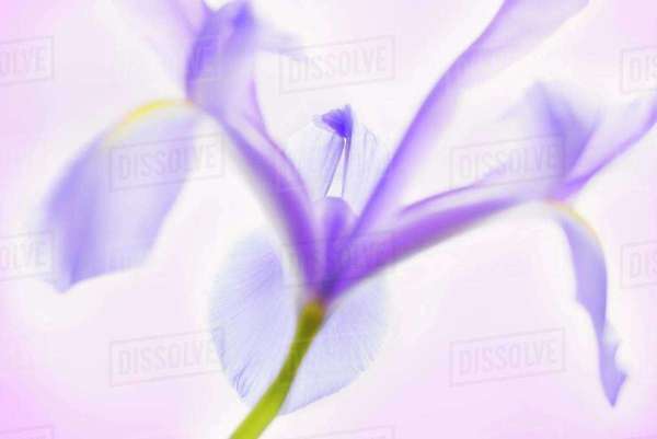 Ethereal Iris - Royalty-free Stock Photo | Dissolve