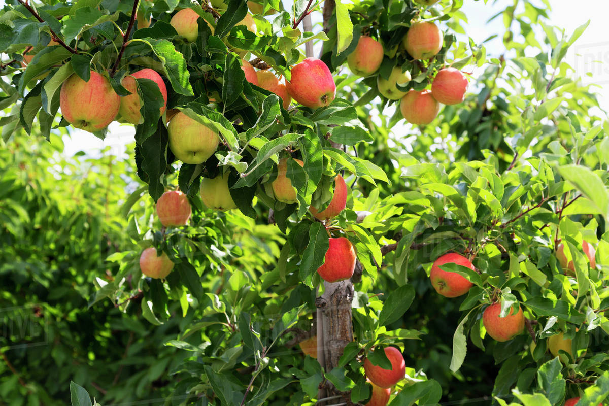 Morning sunlight shining on ripening apples in an orchard; Summerland ...