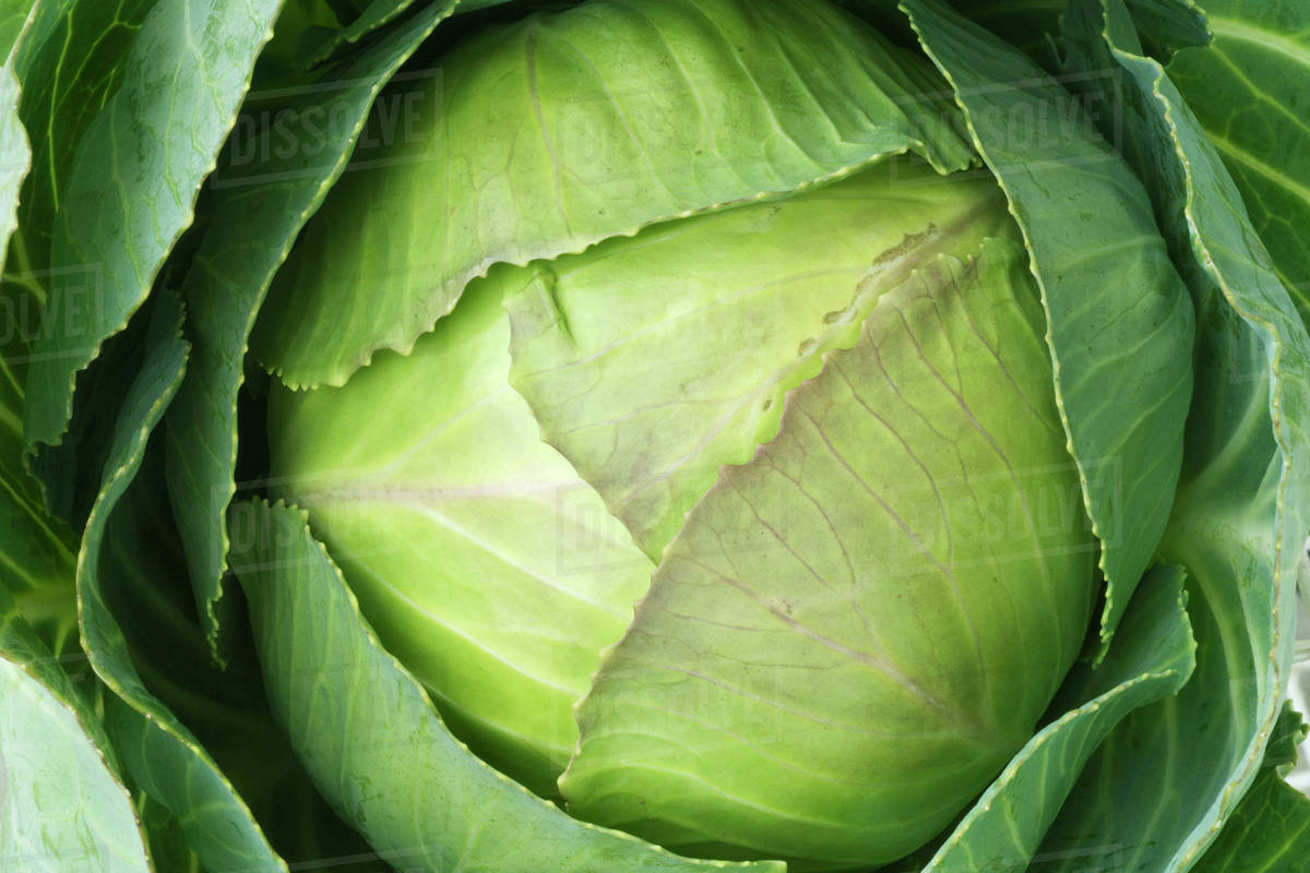 Close Up Of A Cabbage Grown In A Garden Near Palmer During Summer In ...