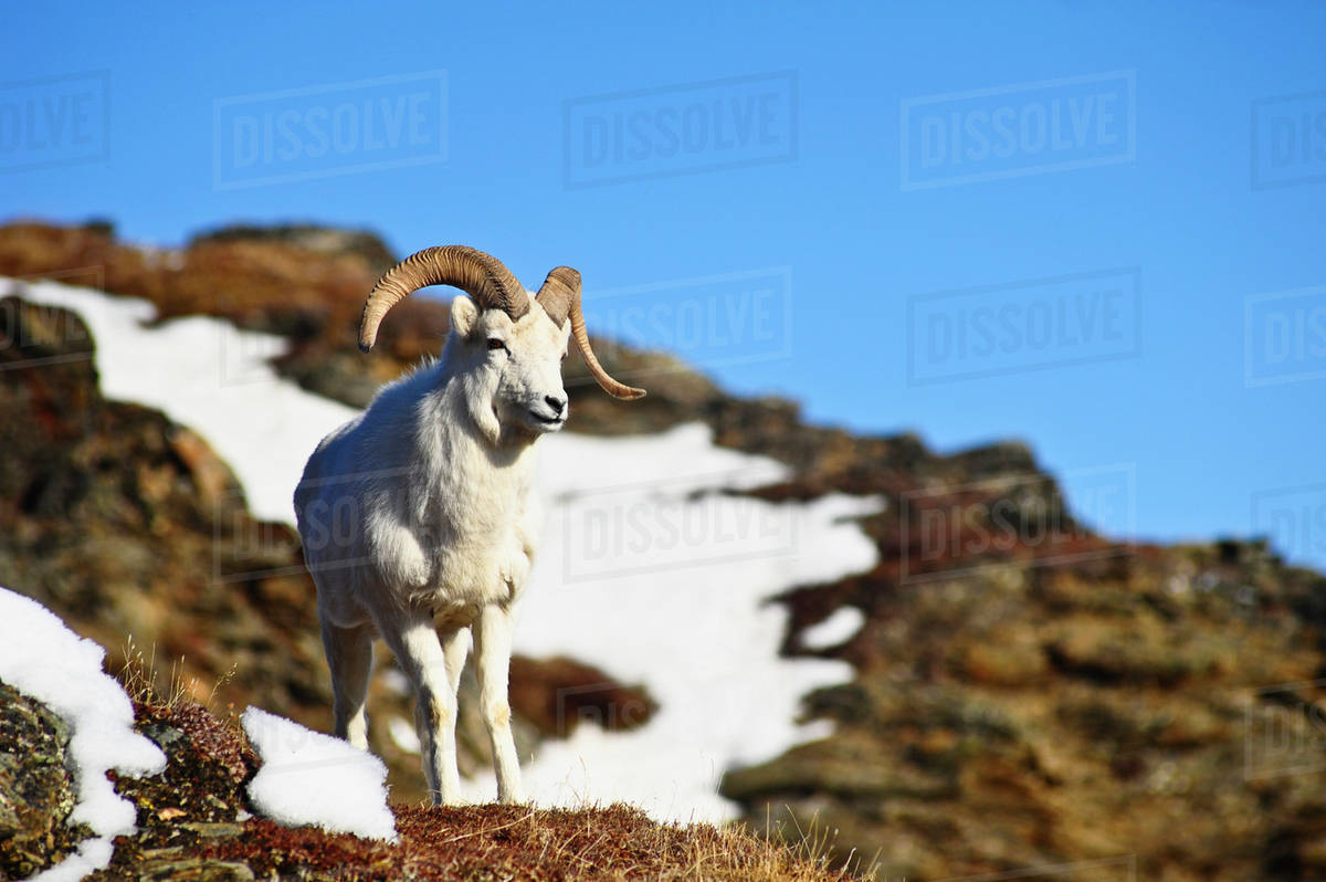 A Full Curl Dall Sheep Ram Standing On Mount Margaret With Fang ...