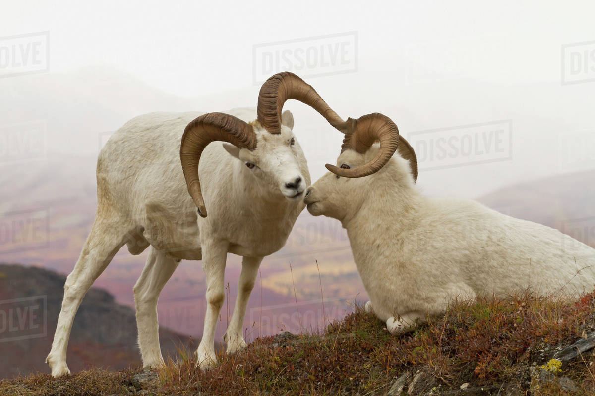 Dall's sheep (ovis dalli) ram nuzzling resting ram on rocky ridge in ...