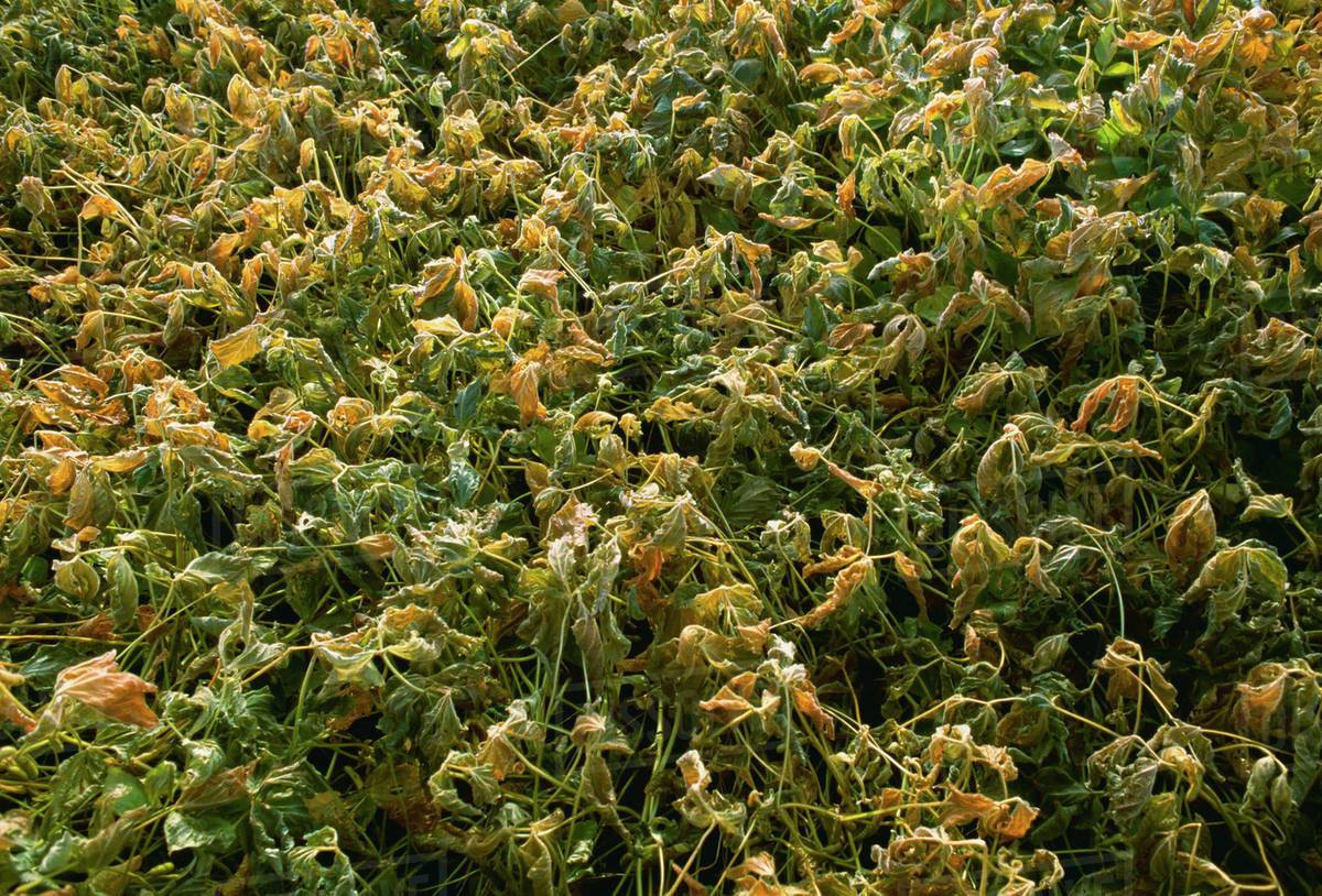 Agriculture - Crop Damage, soybean crop damaged by frost / Wyandot ...