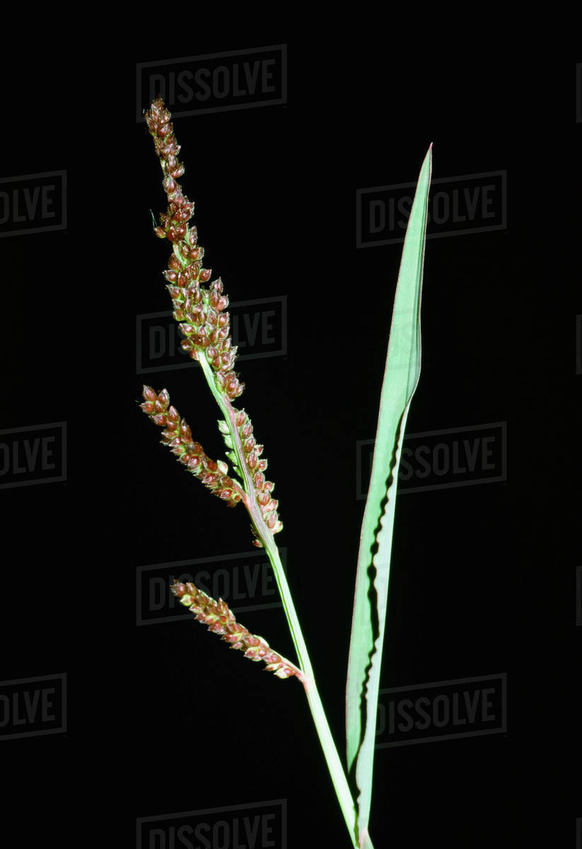 Agriculture - Weeds, Junglerice (Echinochloa colona) aka. Fingergrass ...