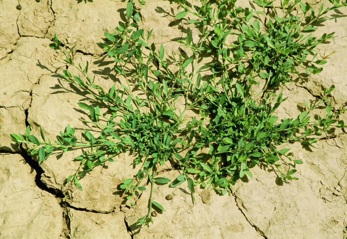 Agriculture - Weeds, Common Knotweed (Polygonum arenastrum) aka ...