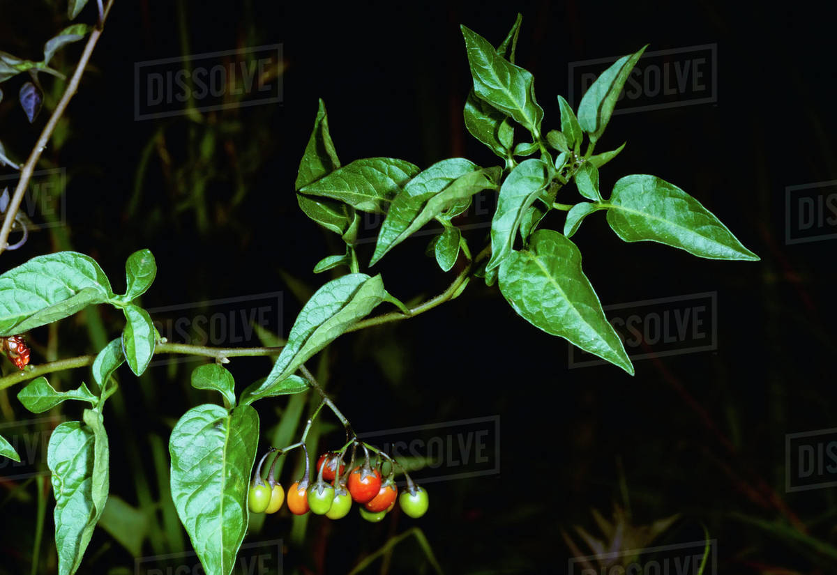 Agriculture - Weeds, Bittersweet Nightshade (Solanum dulcamara) aka ...
