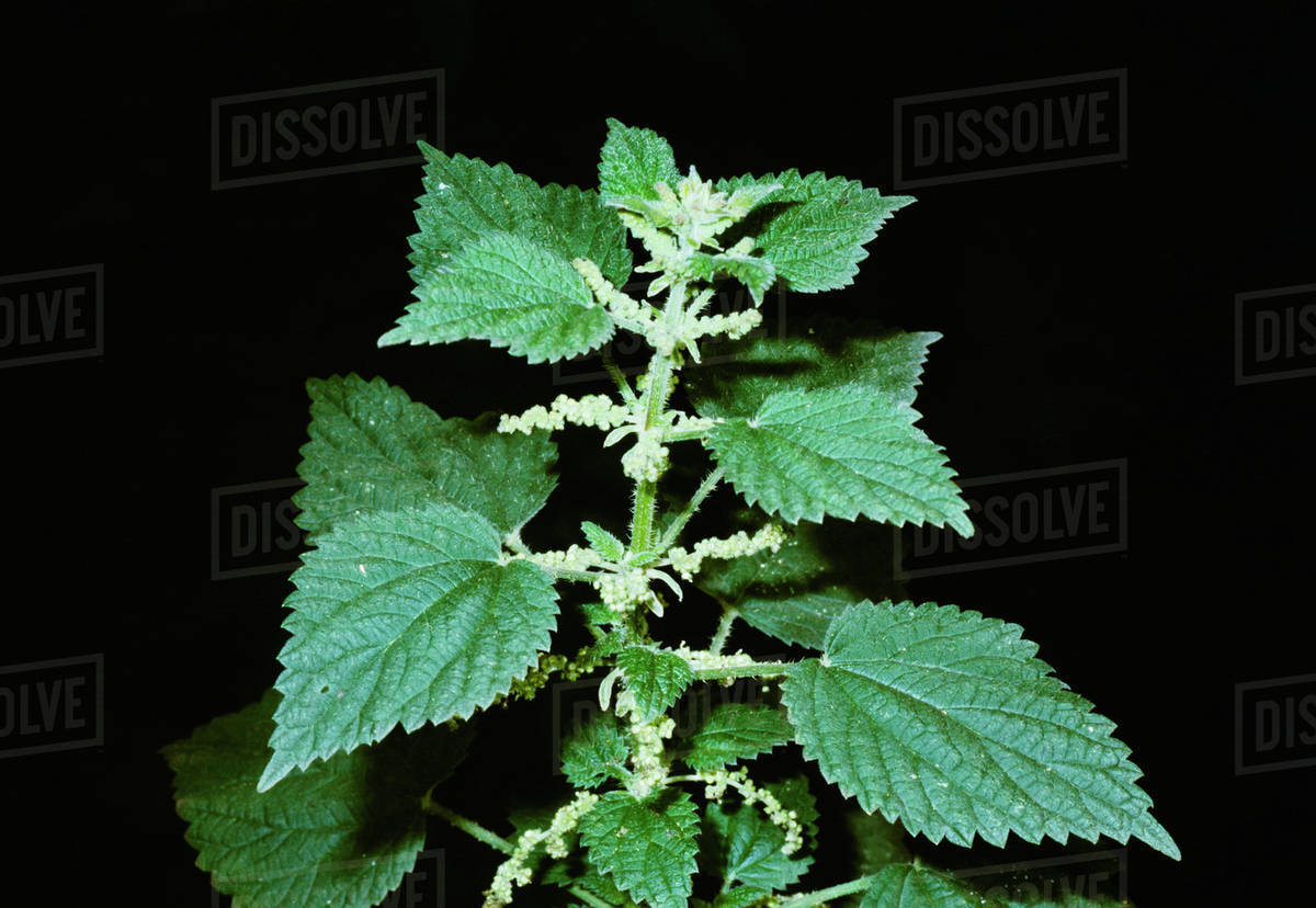Agriculture - Weeds, American Stinging Nettle (Urtica dioica ssp ...