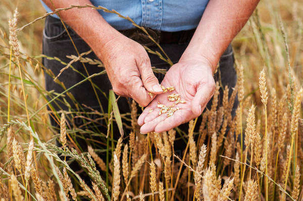 Farmer holding wheat grains in his hand; Snow Hill, Maryland, United ...