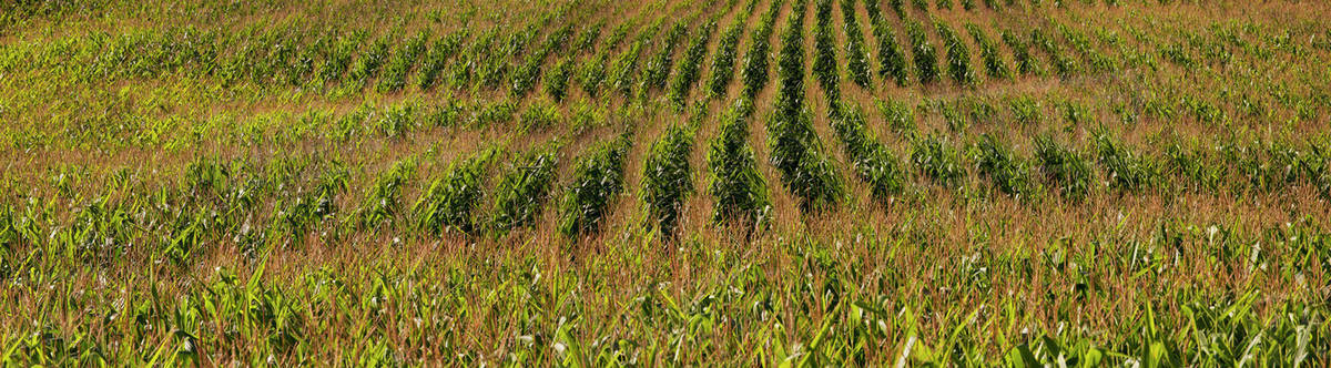 Corn field; Dunham, Quebec, Canada - Stock Photo - Dissolve