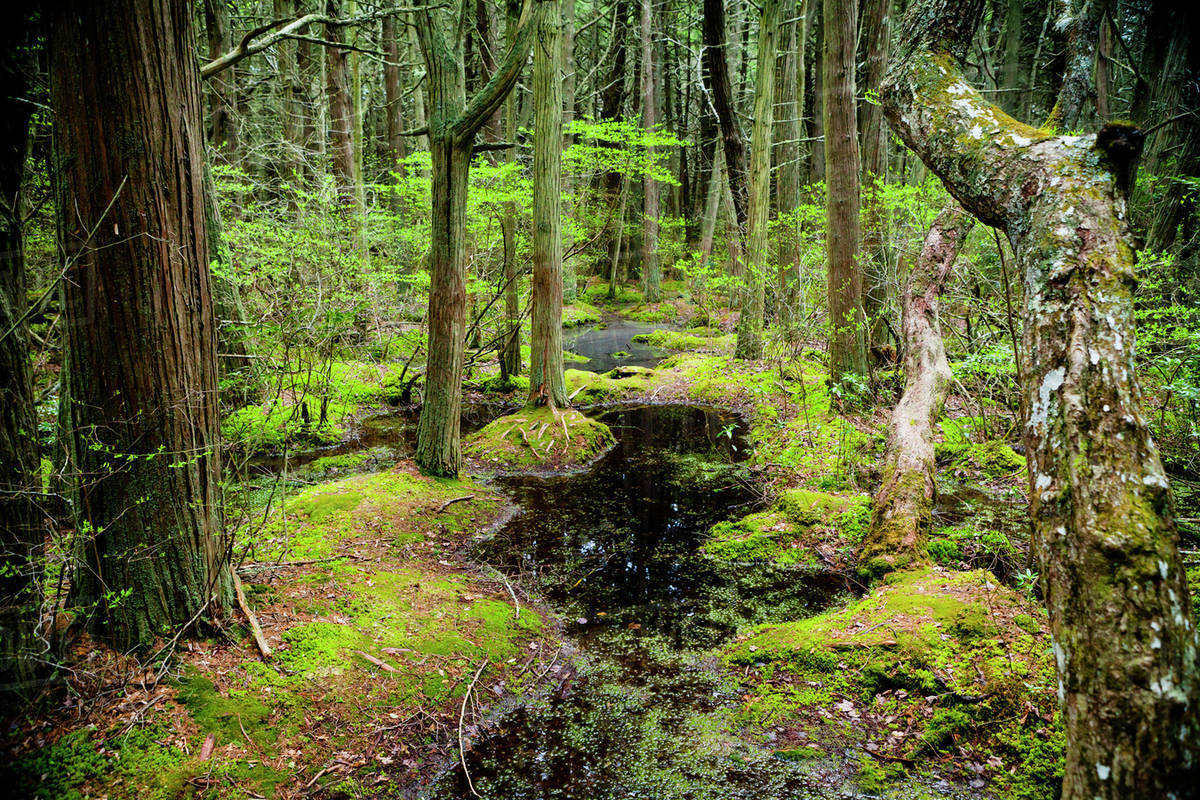 A tranquil stream in a lush forest; Massachusetts, United States of ...