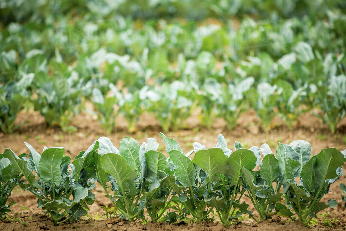 Row of broccoli plants; Clinton, Maryland, United States of America ...