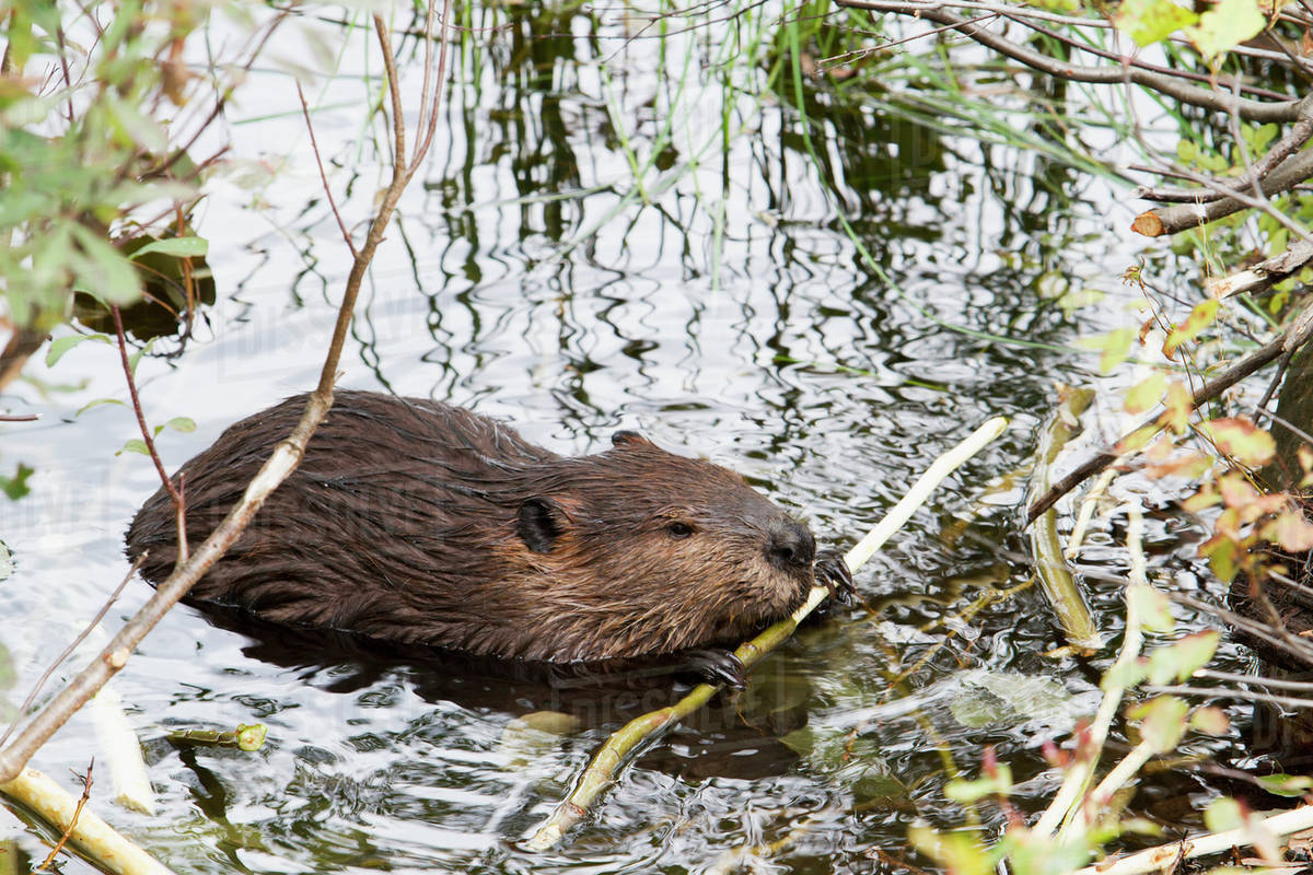Beaver (Castor canadensis) feeding in water; Quebec, Canada - Stock ...