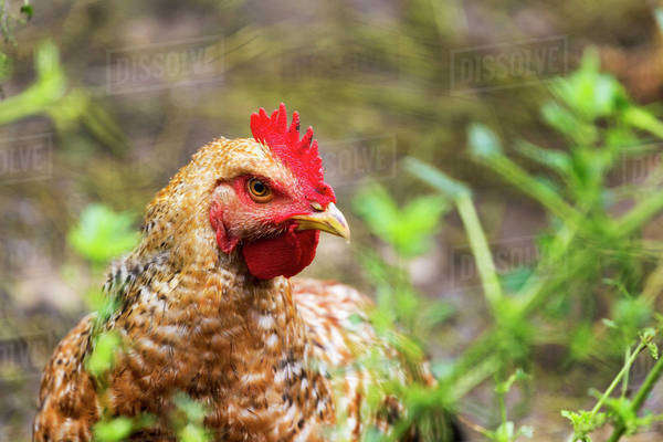 Close up of a red crowned chicken; Erickson, Manitoba, Canada - Royalty ...