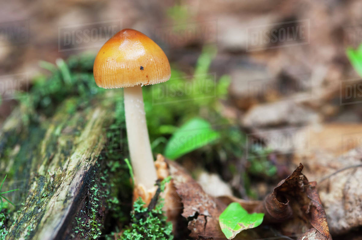Tiny mushroom growing on the forest floor; Ontario, Canada - Royalty ...