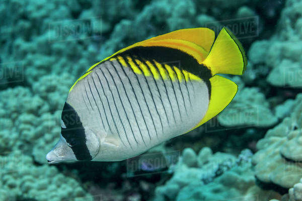 Spot-nape Butterflyfish (Chaetodon oxycephalus), near Kona; Island of ...