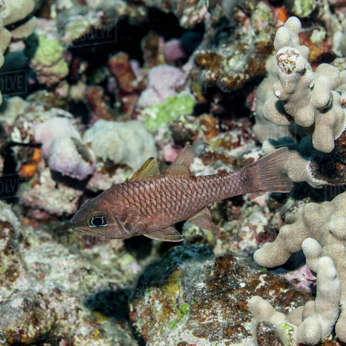 Iridescent Cardinalfish (Apogon kallopterus) near a coral reef; Kona ...