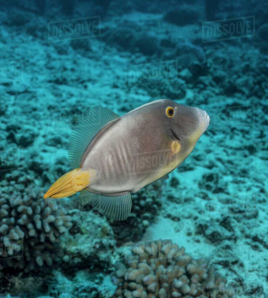 Barred Filefish (Cantherines dumerilii); Kona, Island of Hawaii, Hawaii ...