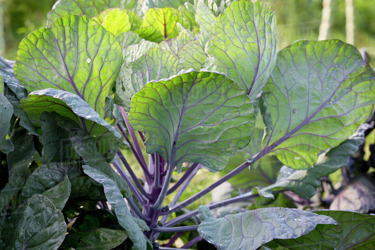 Vegetable plant growing in garden at One Love organic farm; Abbotsford ...