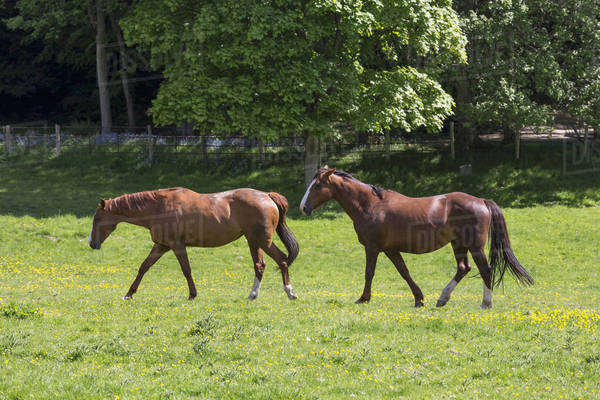 Two horses walking together in a pasture; Scottish Borders, Scotland ...