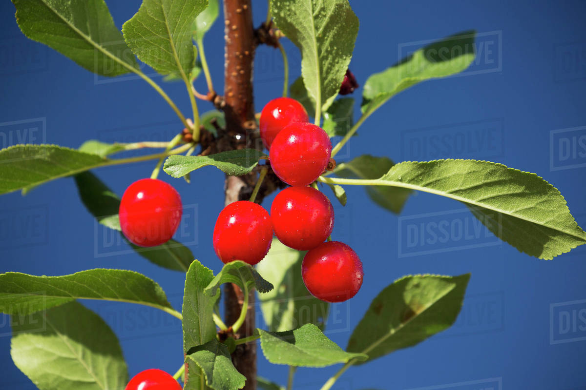 Close up of red berries on tree with deep blue sky; Calgary, Alberta ...