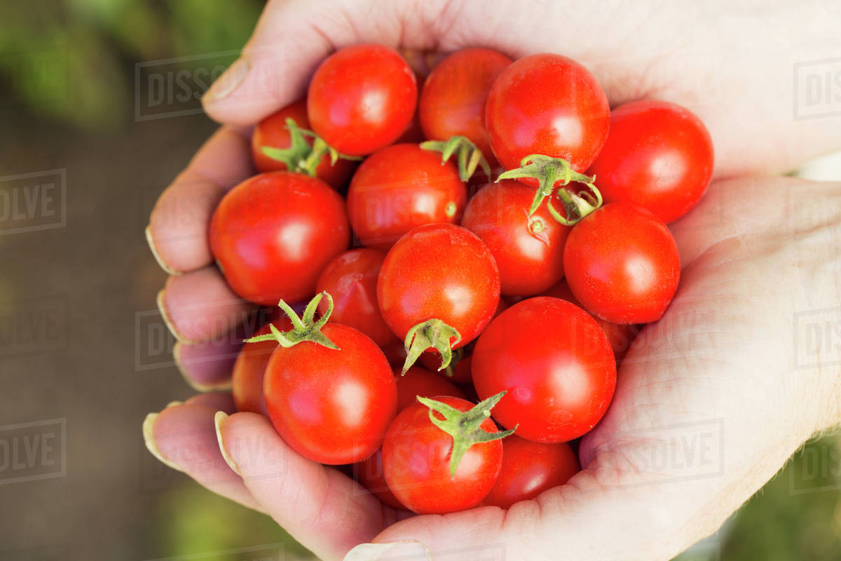 Close up of female hands cupped holding a handful of cherry tomatoes ...