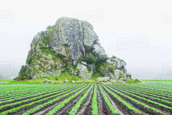 Large rock formation in a farm field; Oregon, United States of America ...