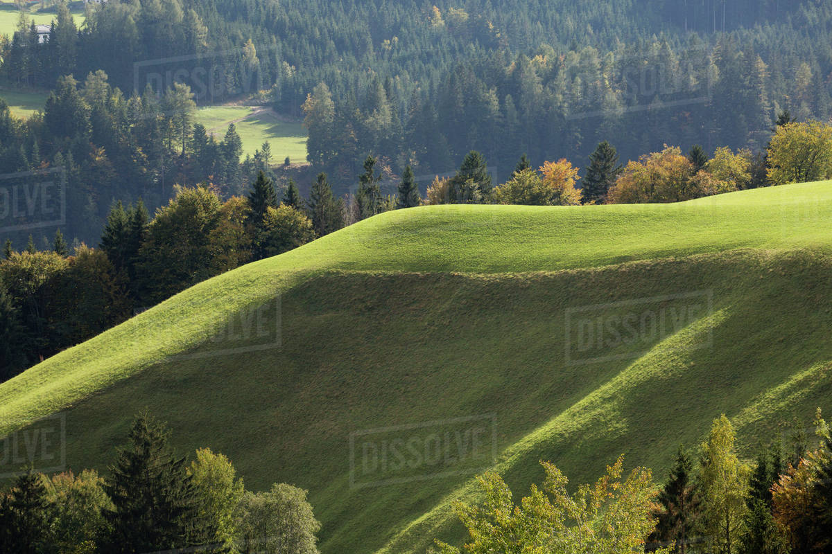 Sunlit green hillside with trees in autumn; Aschau, Austria - Royalty ...