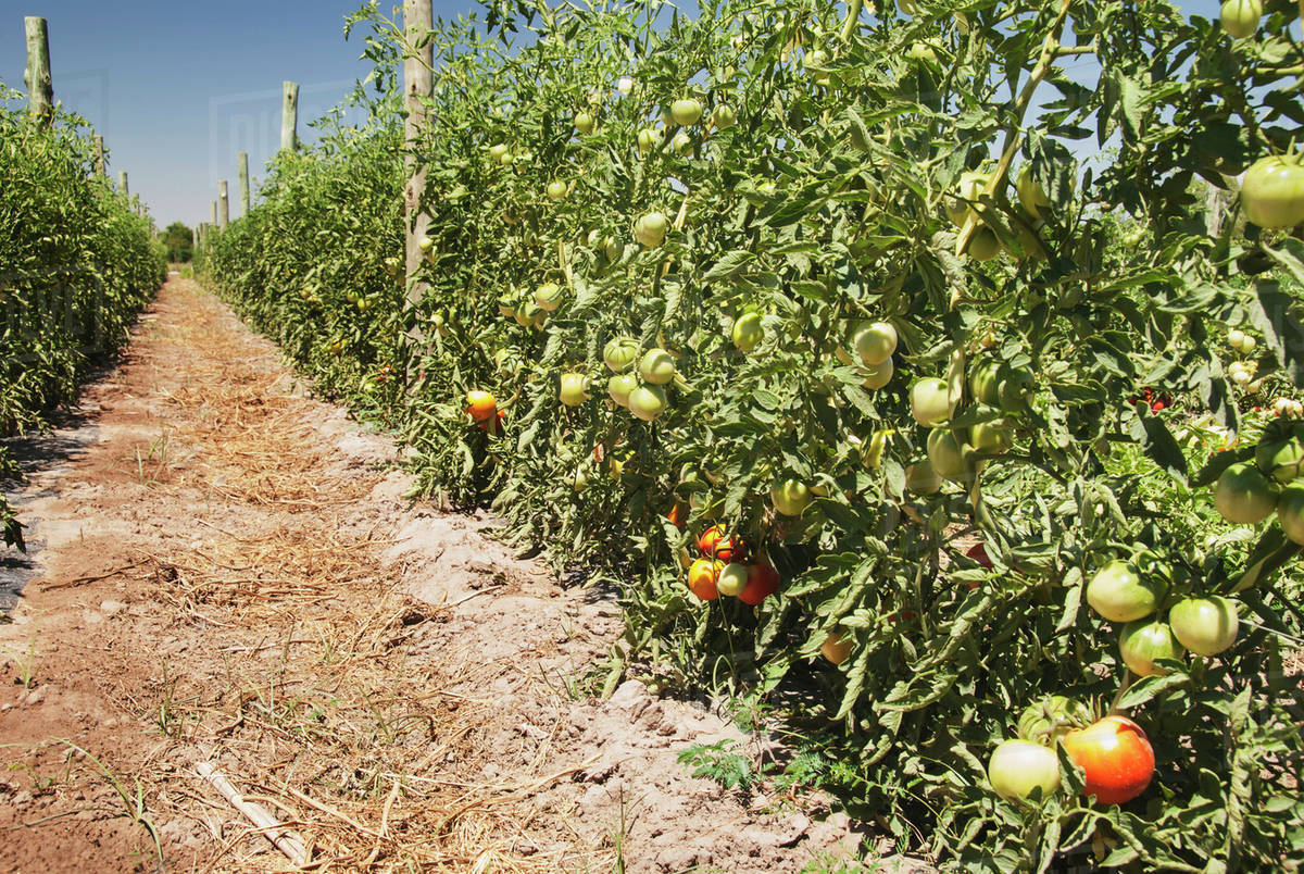 Rows of tomato plants; Argentina - Stock Photo - Dissolve